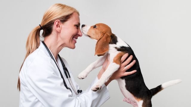 A Gentle Approach: Veterinary Sound Wave Imaging Techniques - Fox Nation